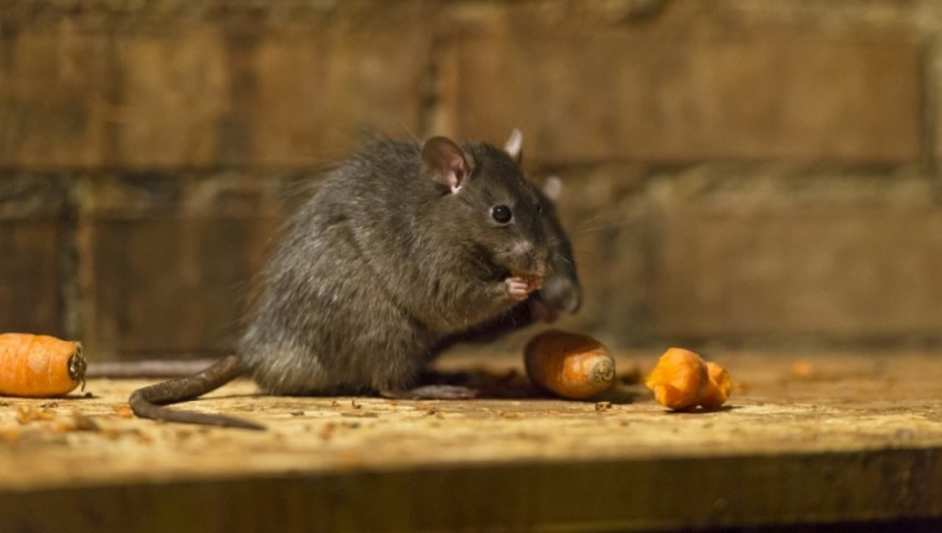 Ratos-comendo-cenoura | Dedetizadora
